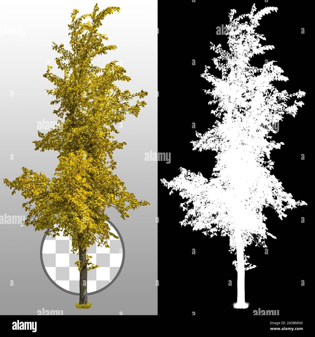 Canal alpha arbre Banque de photographies et d’images à haute ...