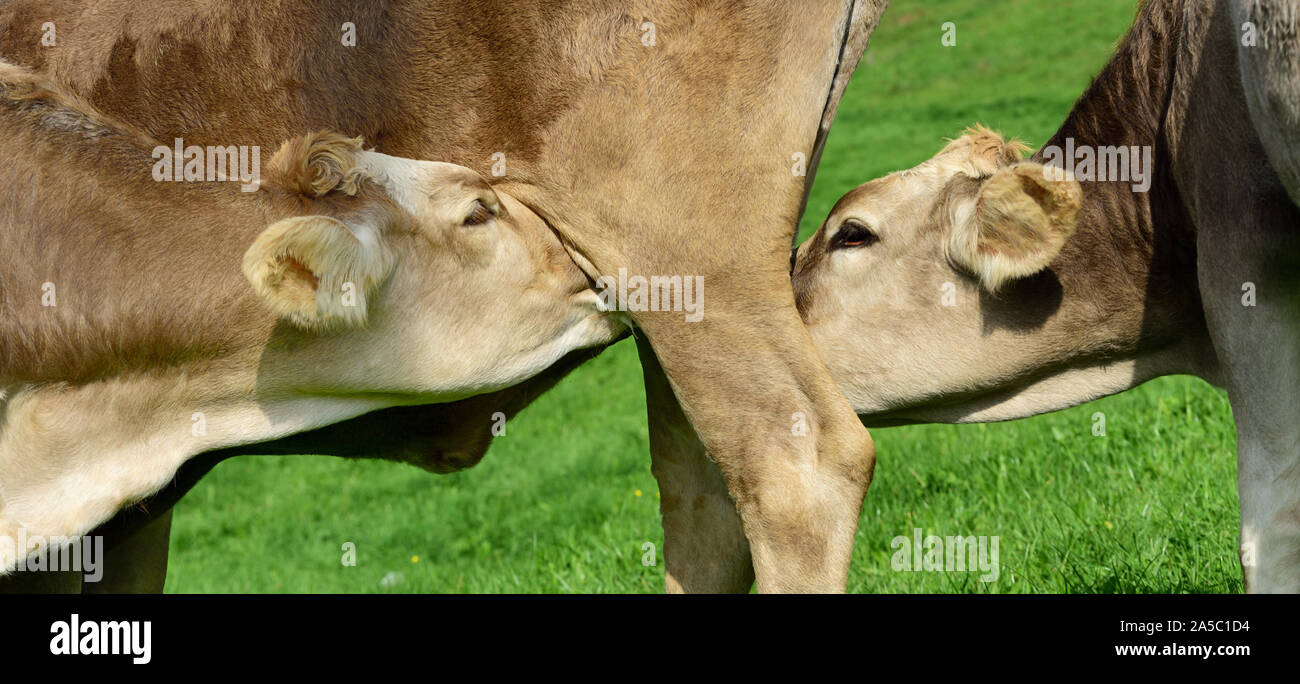Gros pis de vache Banque de photographies et d’images à haute ...