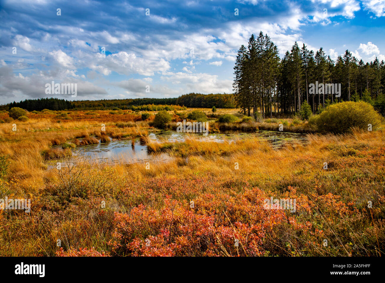 Belgique, Wallonie, les Hautes Fagnes, haute lande, dans la région ...