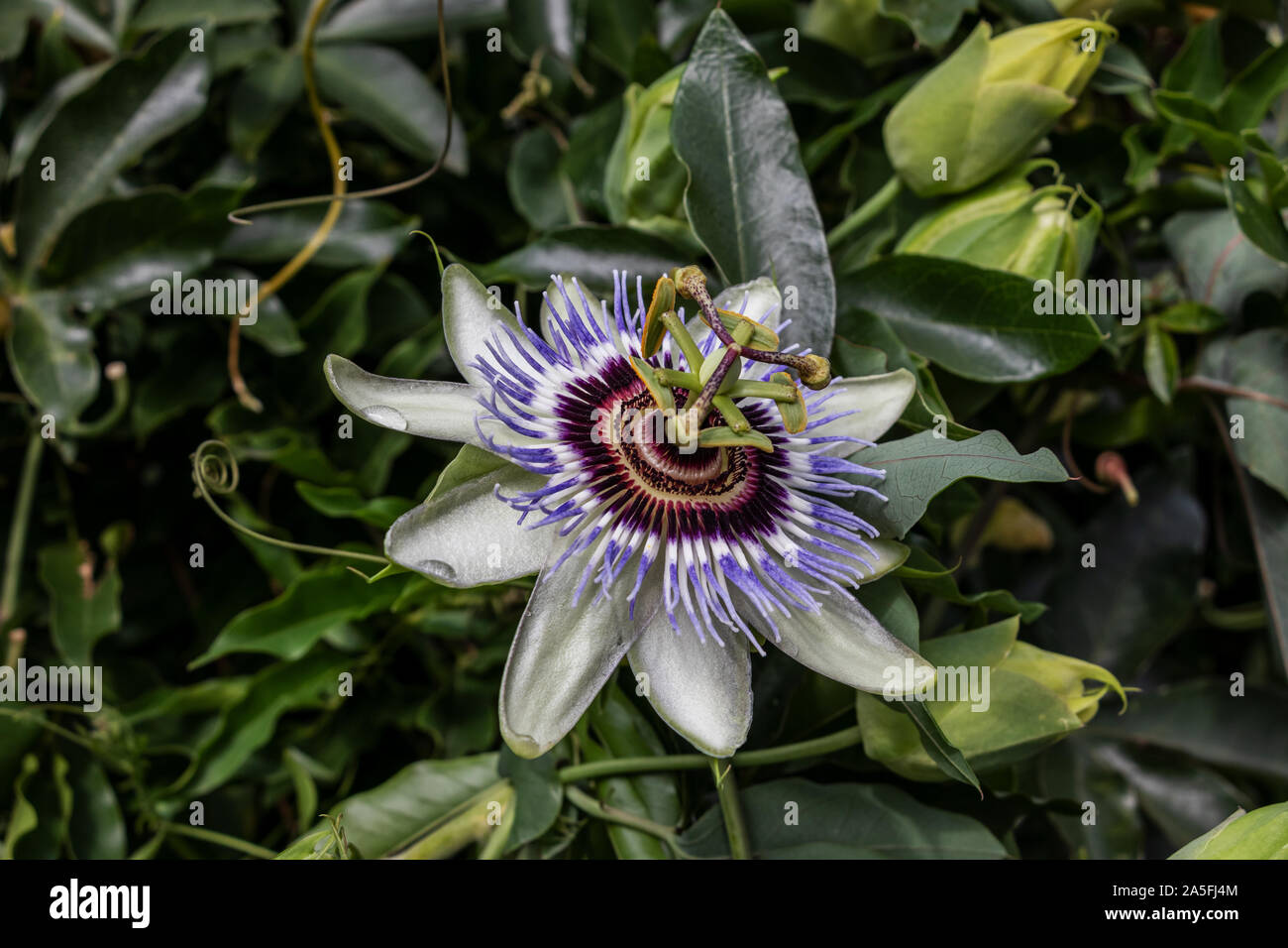 Passion flower passiflora on white Banque de photographies et d’images ...