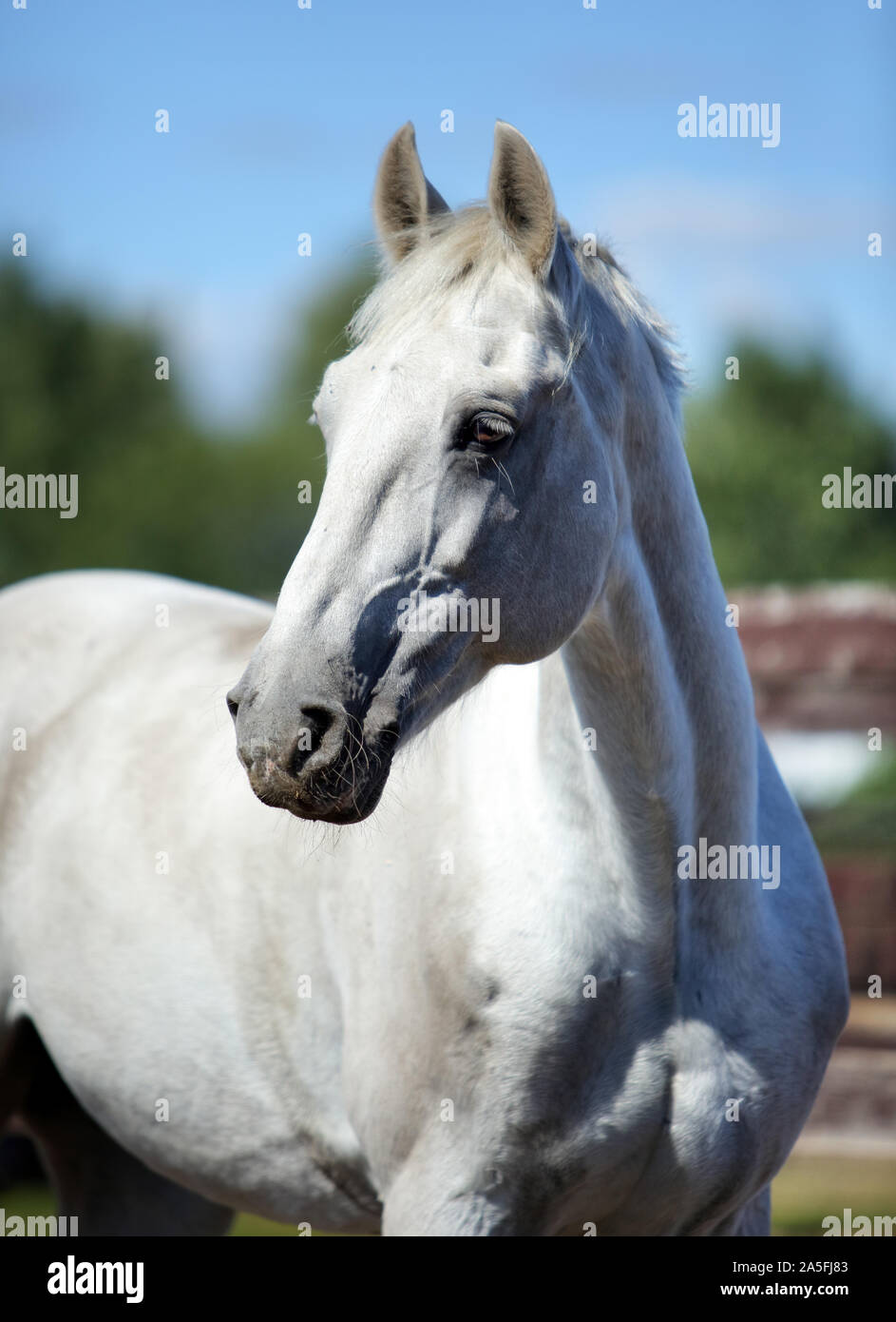 Andalusian horse head stallion Banque de photographies et d’images à ...