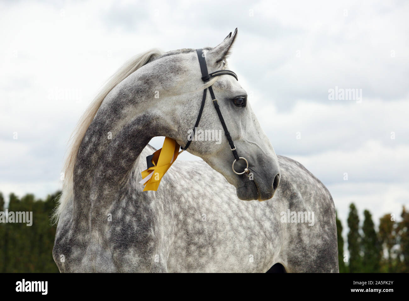 Andalusian horse head stallion Banque de photographies et d’images à ...