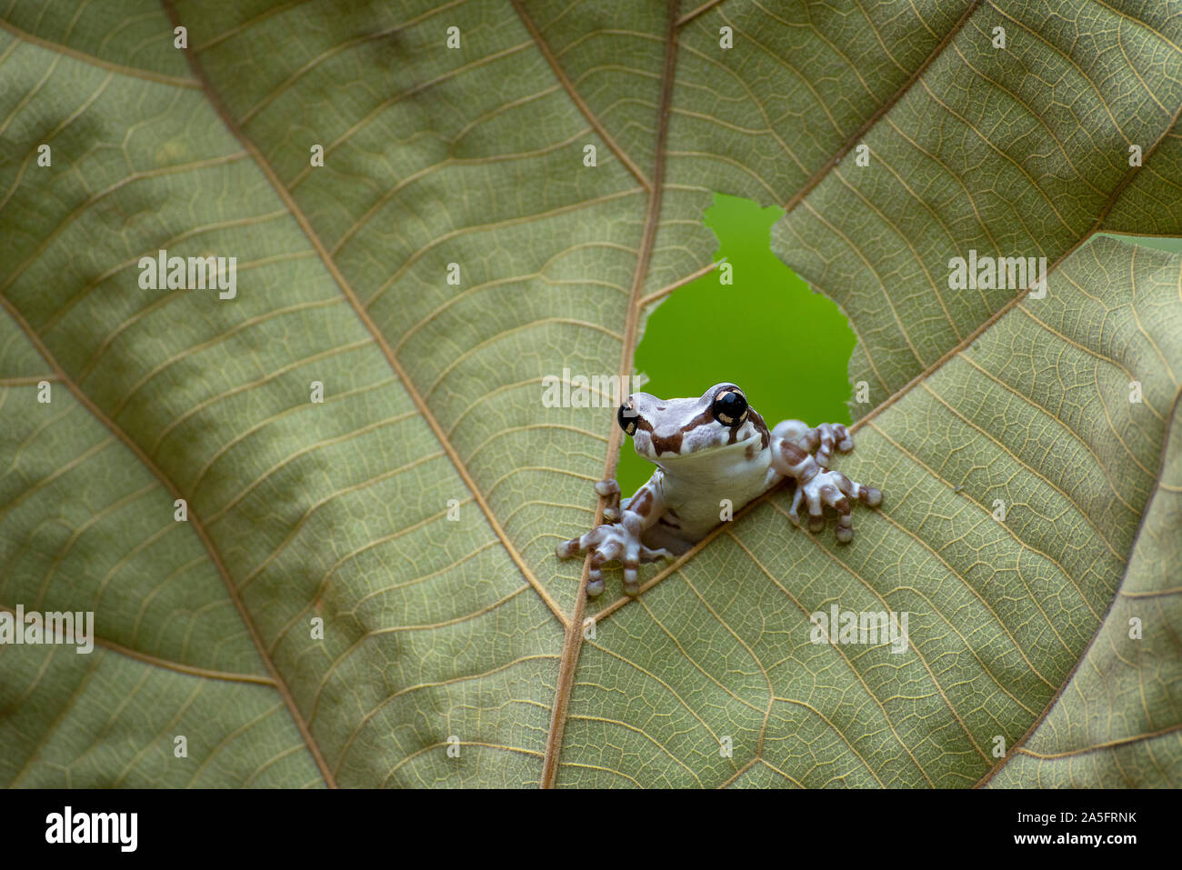 Grenouille feuille aux yeux d'or rana de hoja de ojos dorados Banque de ...