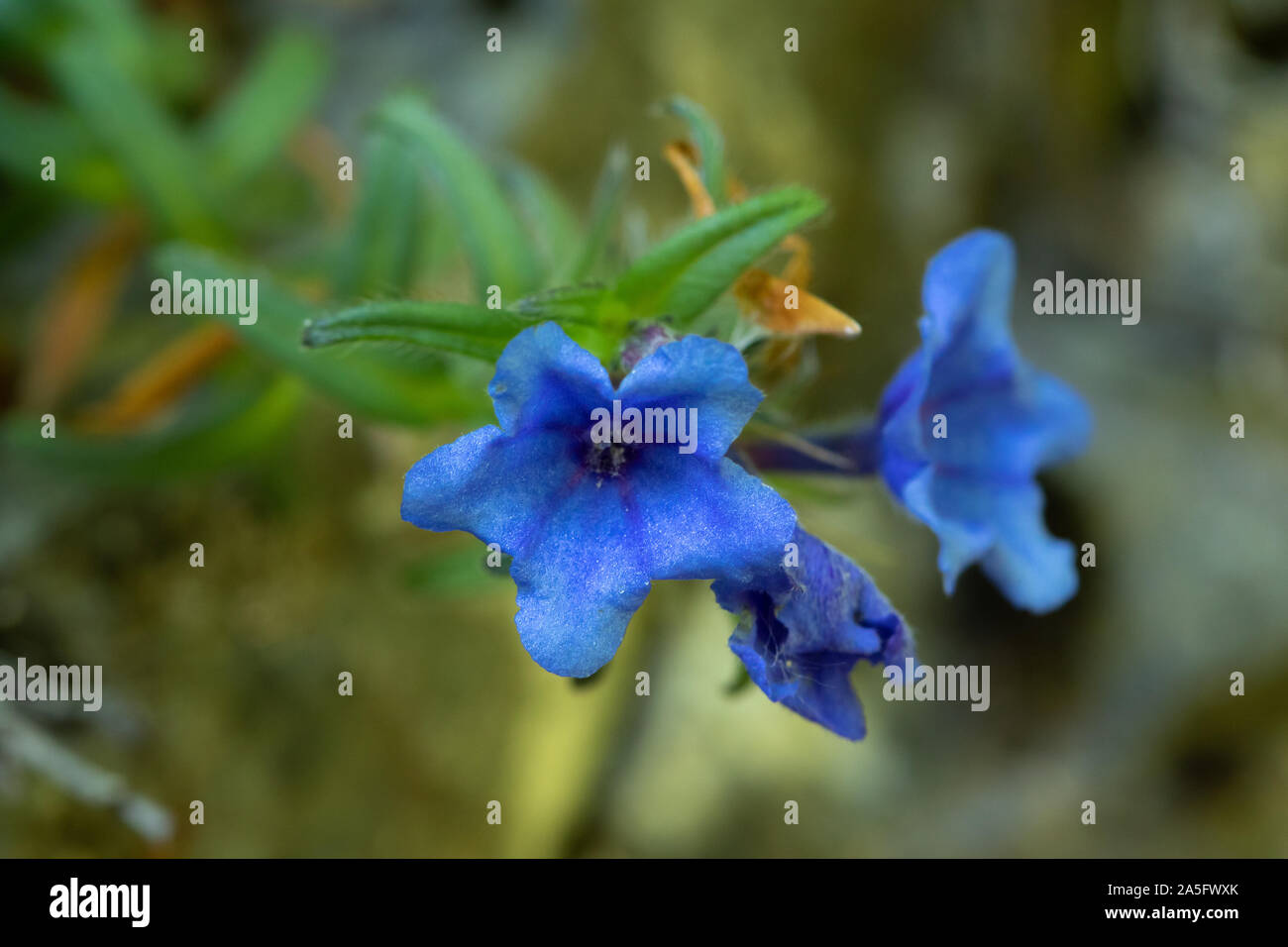 Glandora prostrata Banque de photographies et d’images à haute ...