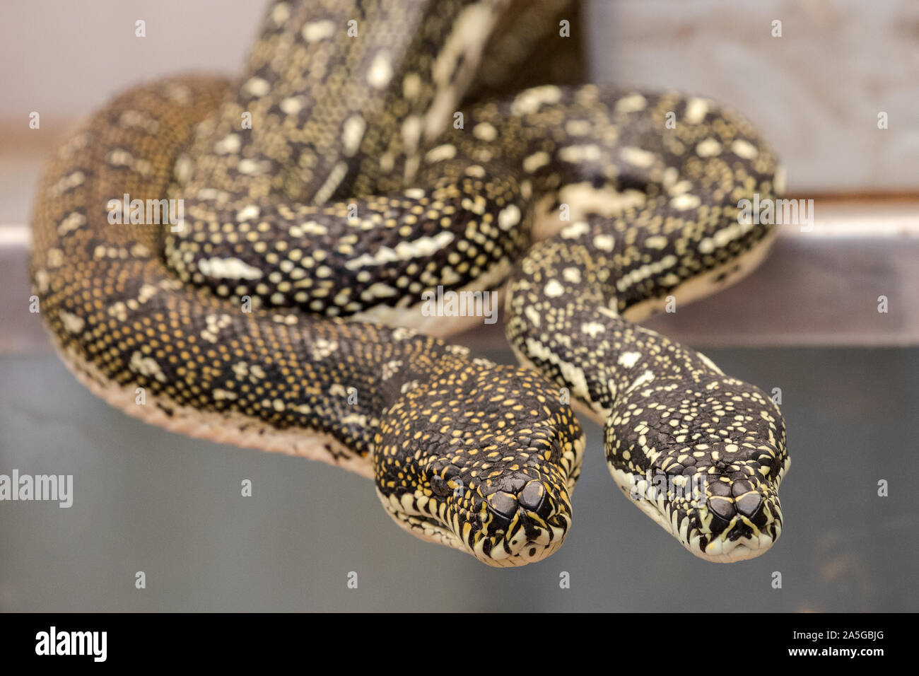Pythons de diamant Banque de photographies et d’images à haute ...