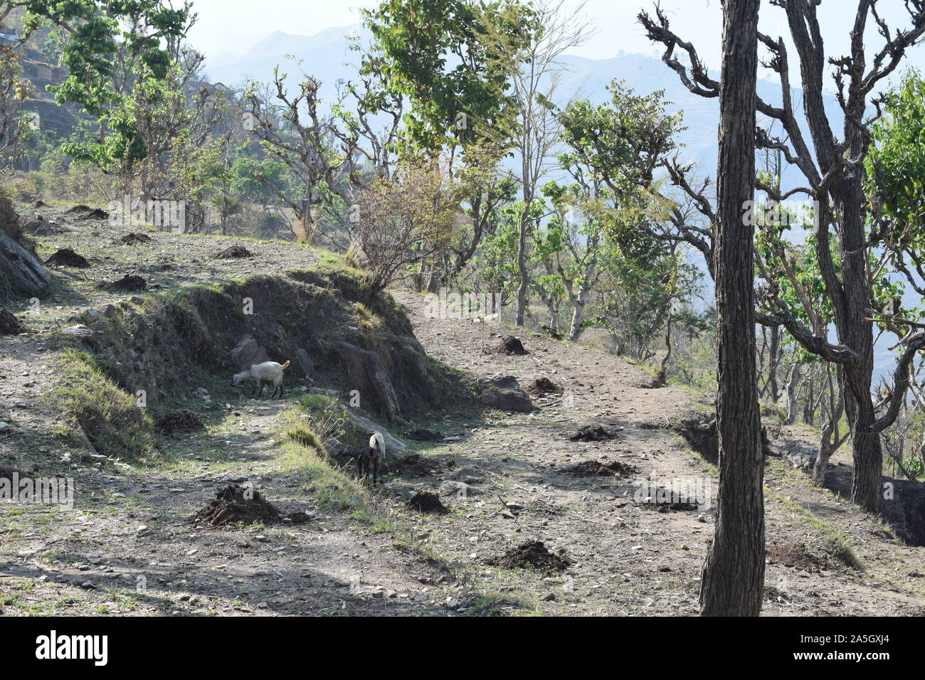 Acacia catechu tree Banque de photographies et d’images à haute ...