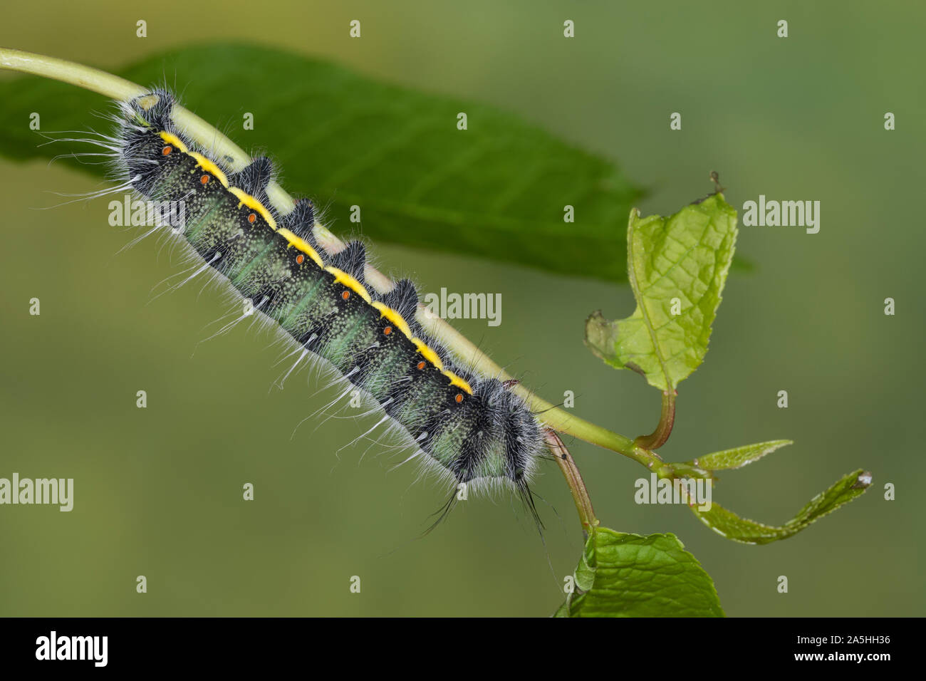 Pfauenspinner, Neoris huttoni, Raupe, Saturnia huttoni, naessigi ...