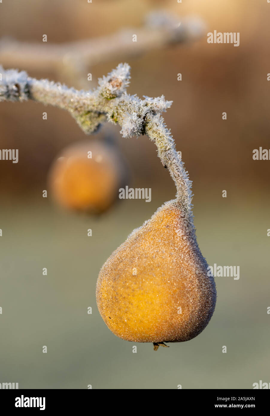 Pyrus pear pyrus communis winter Banque de photographies et d’images à ...