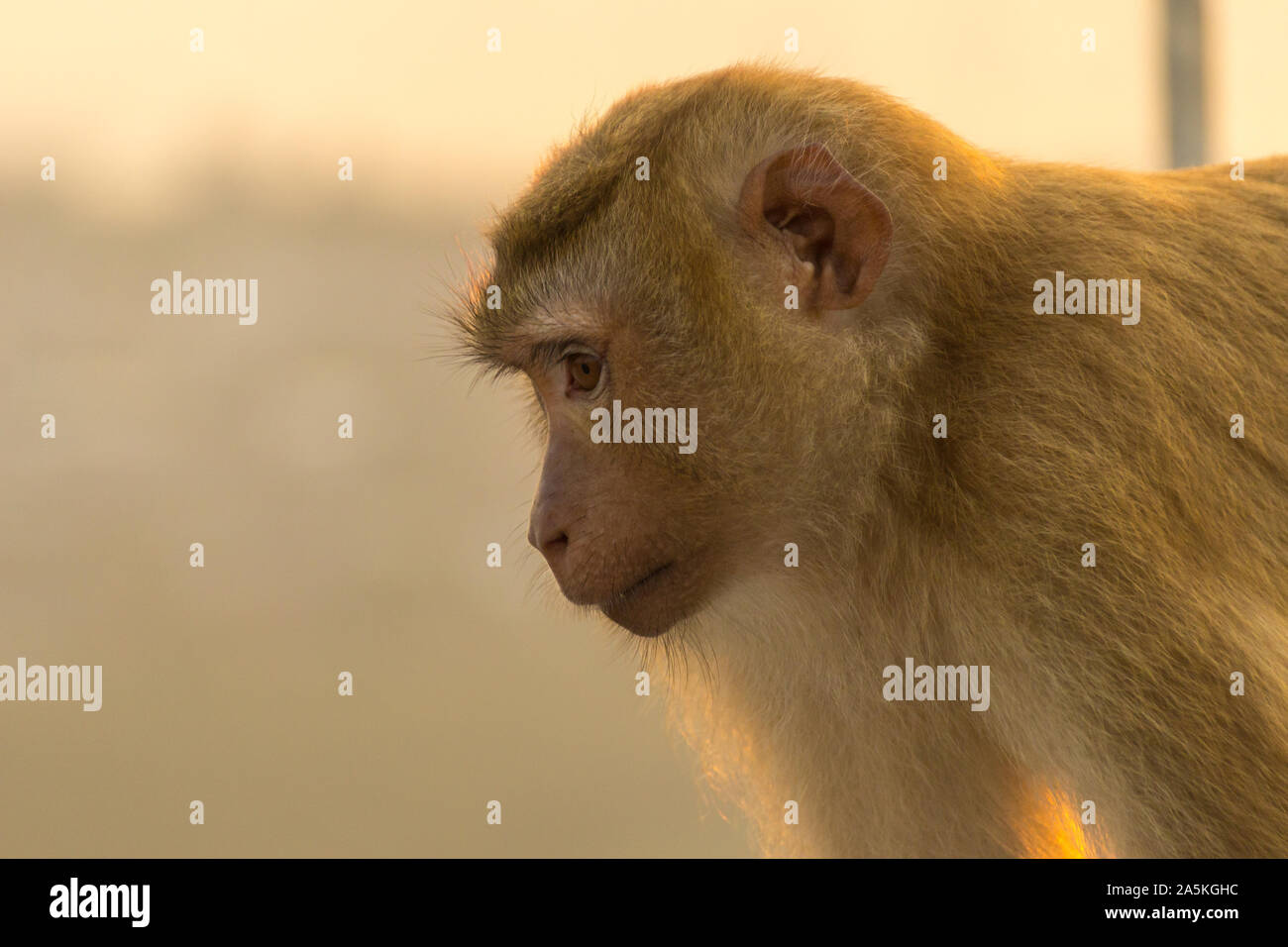 Sourire Singe Banque d'image et photos - Alamy