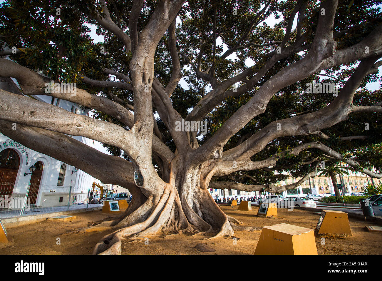Ficus trees Banque de photographies et d’images à haute résolution - Alamy