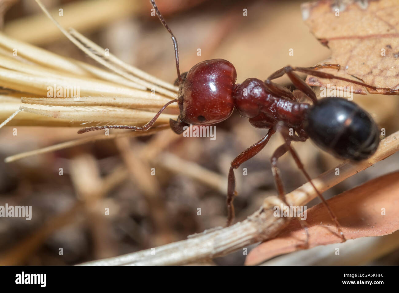 La Vie De Fourmi Banque d'image et photos - Alamy