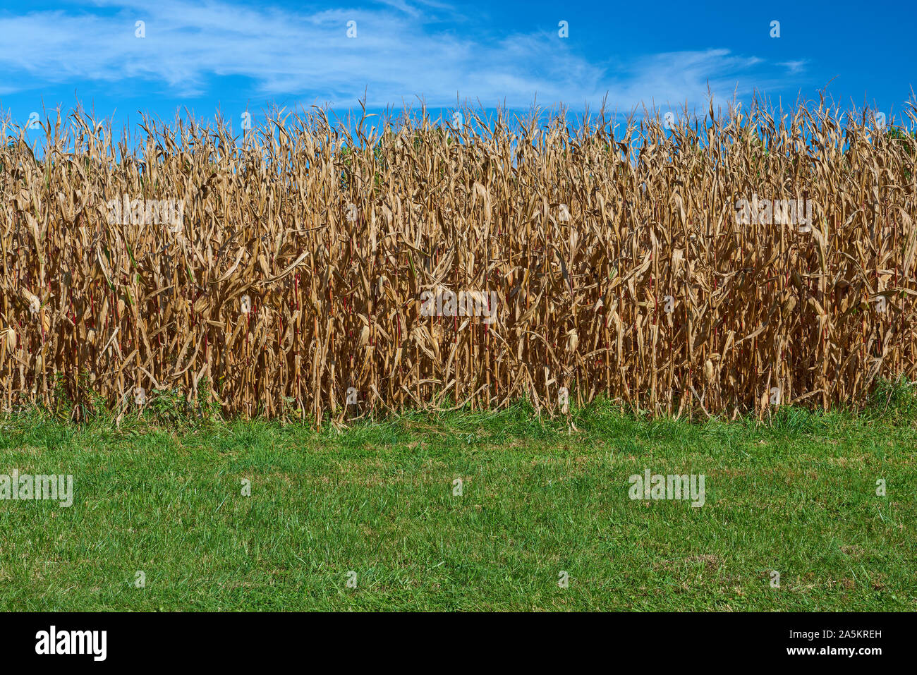 Sun dried maize stalks Banque de photographies et d’images à haute ...