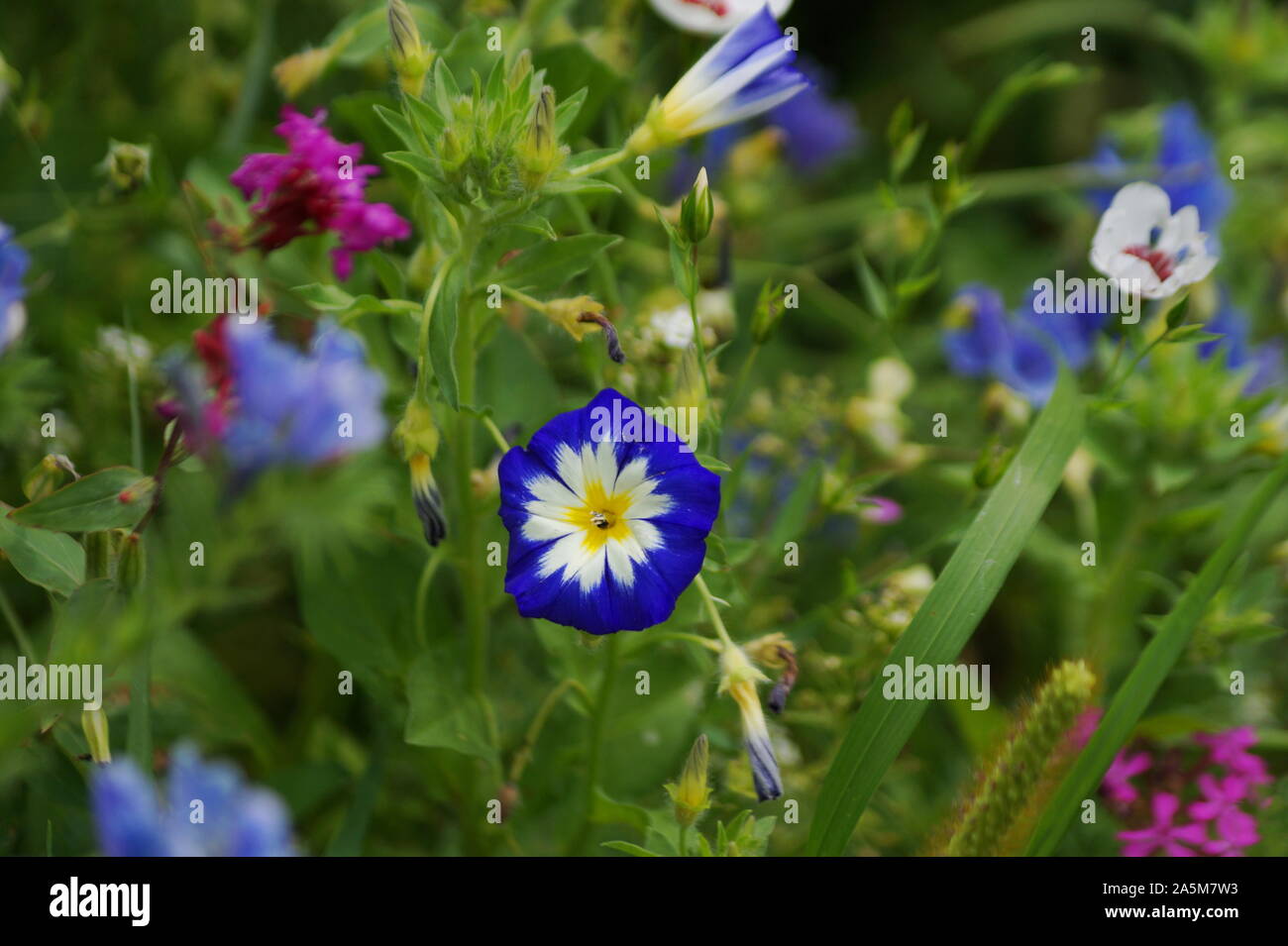 Fleur dans la nature Banque de photographies et d’images à haute ...