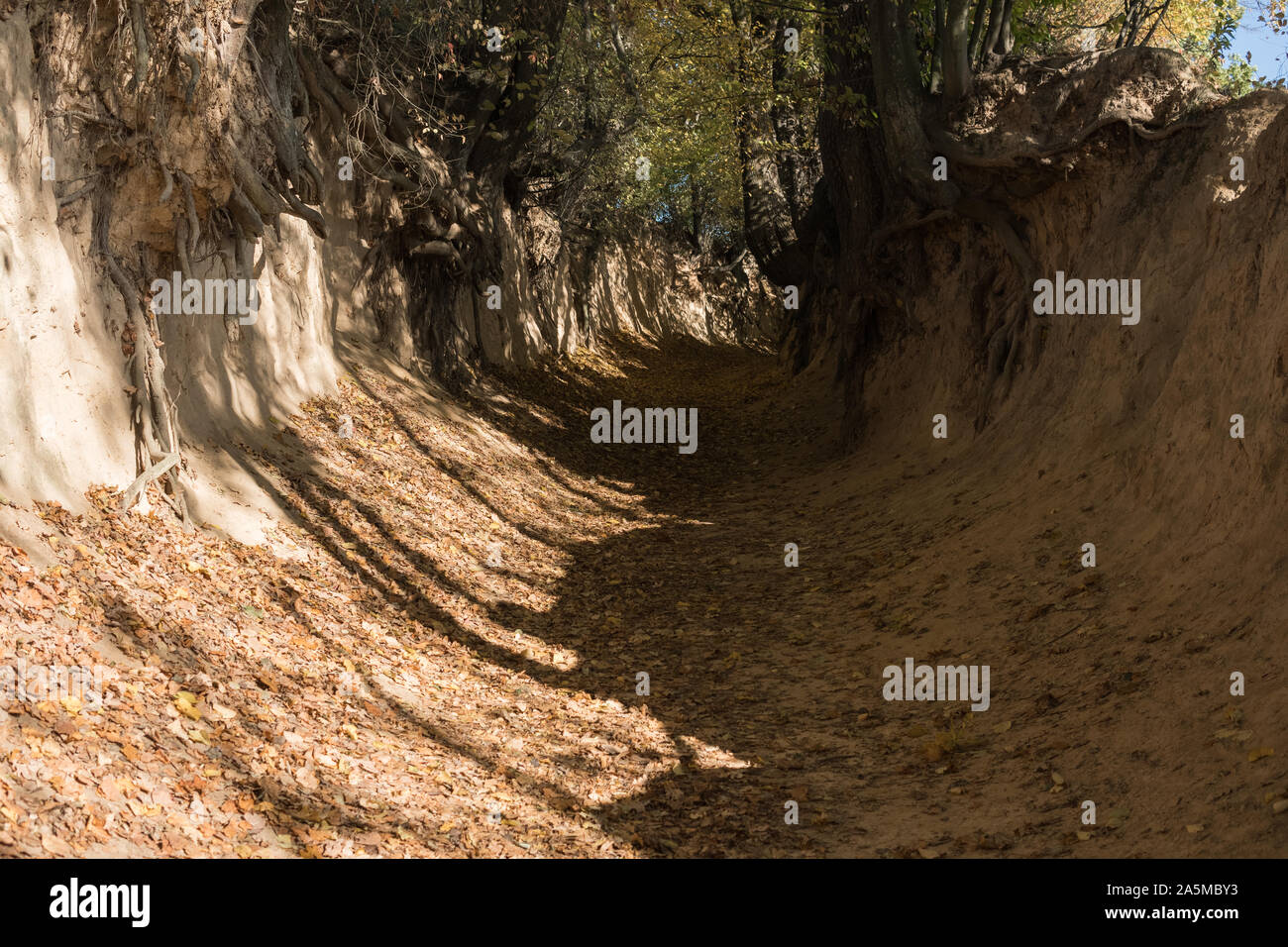 Fond d'un ravin en relief le plus célèbre appelé Kazimierz Dolny Korzeniowy dol Photo Stock - Alamy