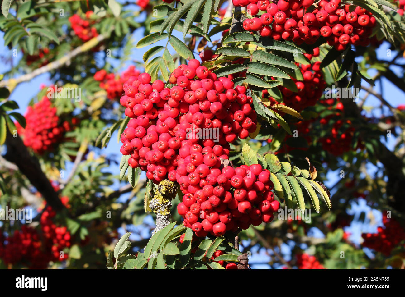 Sur une branche de rowan sorbus aucuparia avec des fruits Banque de ...