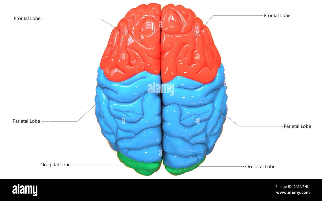 Anatomie Du Cerveau Humain Anatomie Des Zones Du Cerveau Humain Cortex