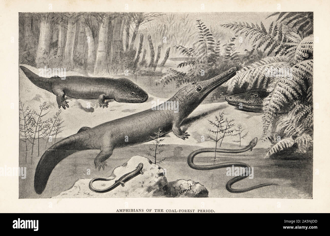 Les amphibiens : éteint, Keraterpeton Actinodon Archegosaurus decheni ...