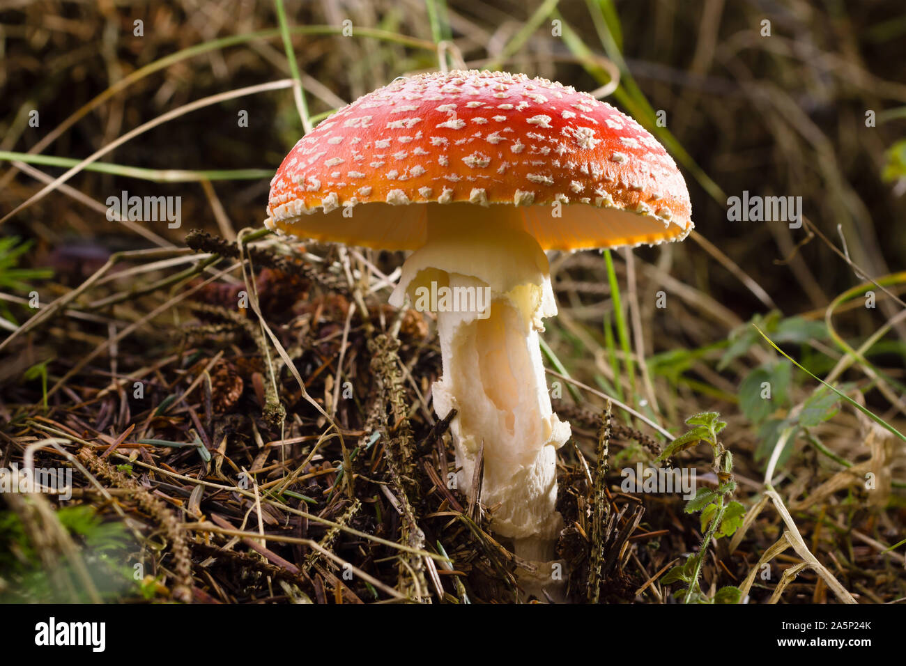 Champignon rouge taches blanches Banque de photographies et d’images à ...
