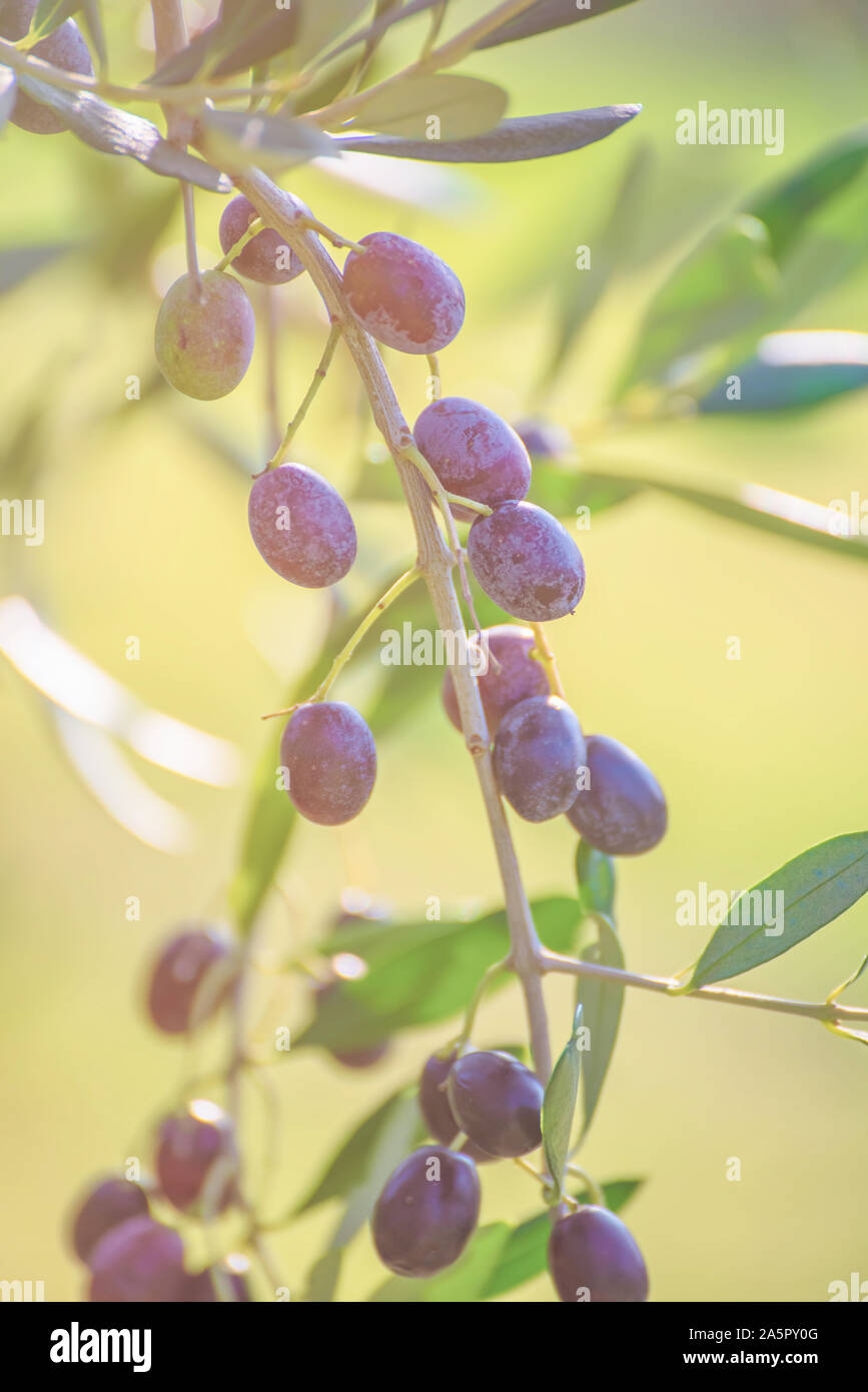 Arbre généalogique olive avec des fruits Photo Stock - Alamy