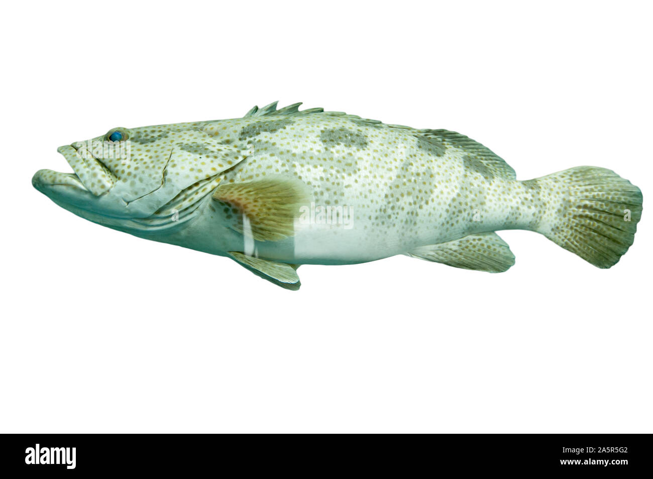 Poissonnier au marché aux poissons Banque d'images détourées - Alamy