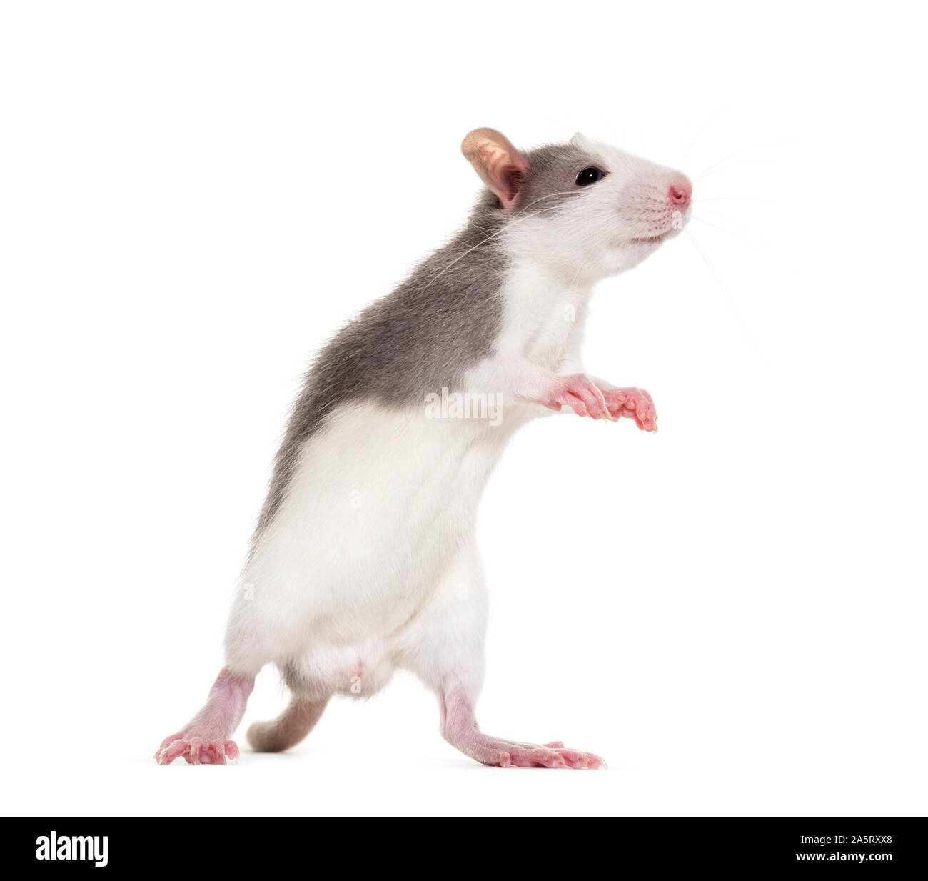 Young rat Banque de photographies et d’images à haute résolution - Alamy