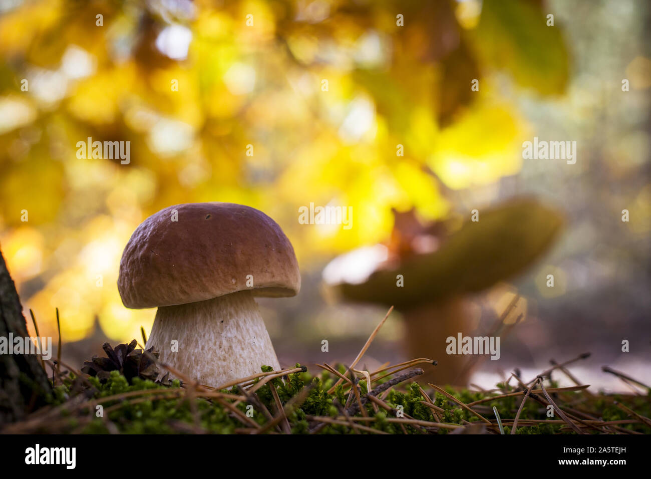 Cèpes en bois ensoleillée. Automne champignons poussent dans la forêt ...