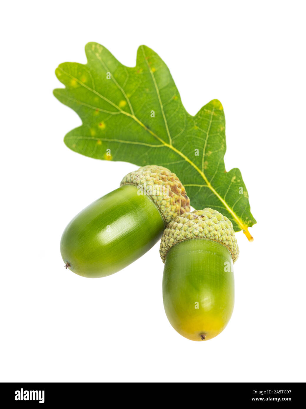 Feuille d'un glands de chêne isolé sur fond blanc Photo Stock - Alamy