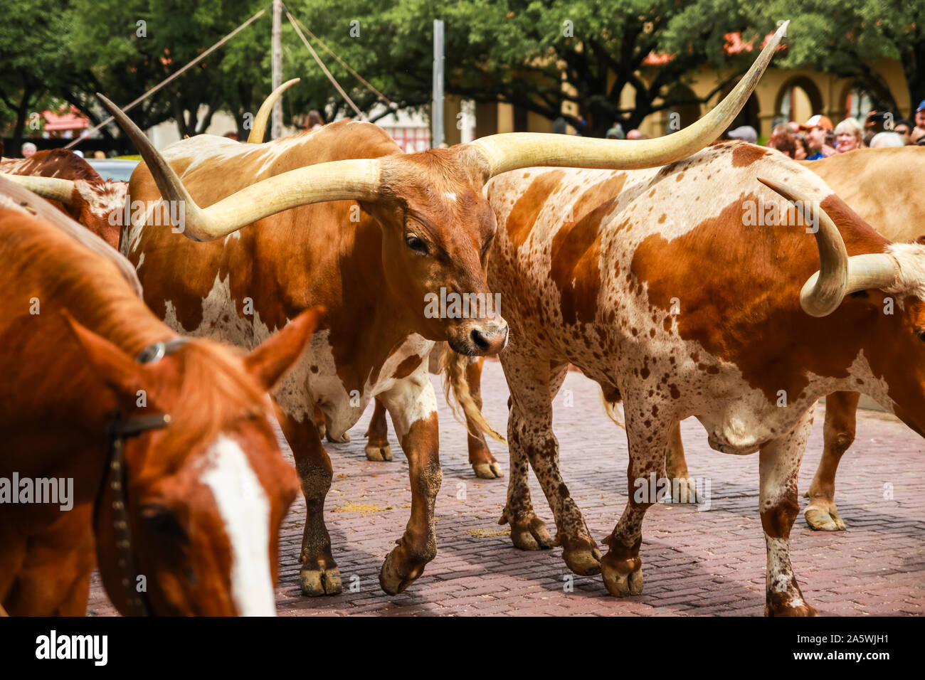 Cattle drive cowboy historical Banque de photographies et d’images à ...