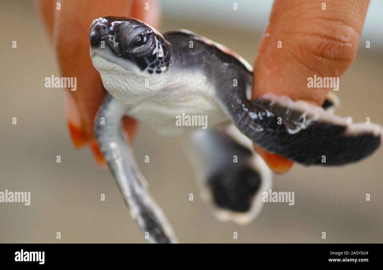 Bébé tortue de mer l'éclosion. Un jour les tortues de mer à Hikkaduwa ...