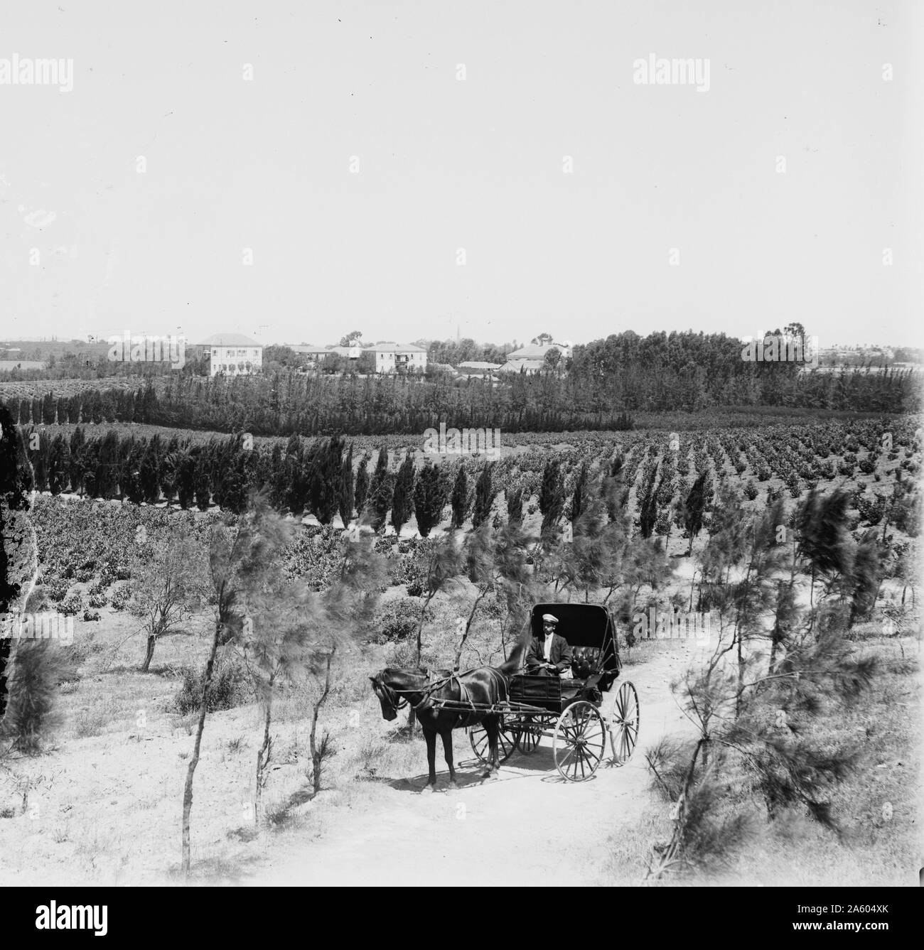 Colonie juive en Palestine. La photographie montre Mikvé (Mikvé) Israël ...