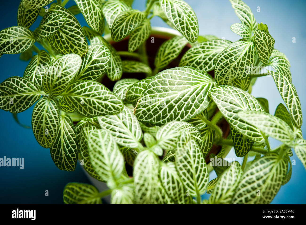Fittonia albivenis Banque de photographies et d’images à haute ...