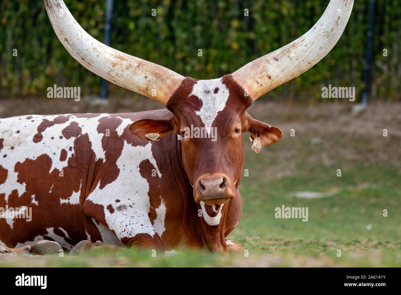 Bovins Ankole Longhorn/vache ankole avec d'énormes cornes Photo Stock ...