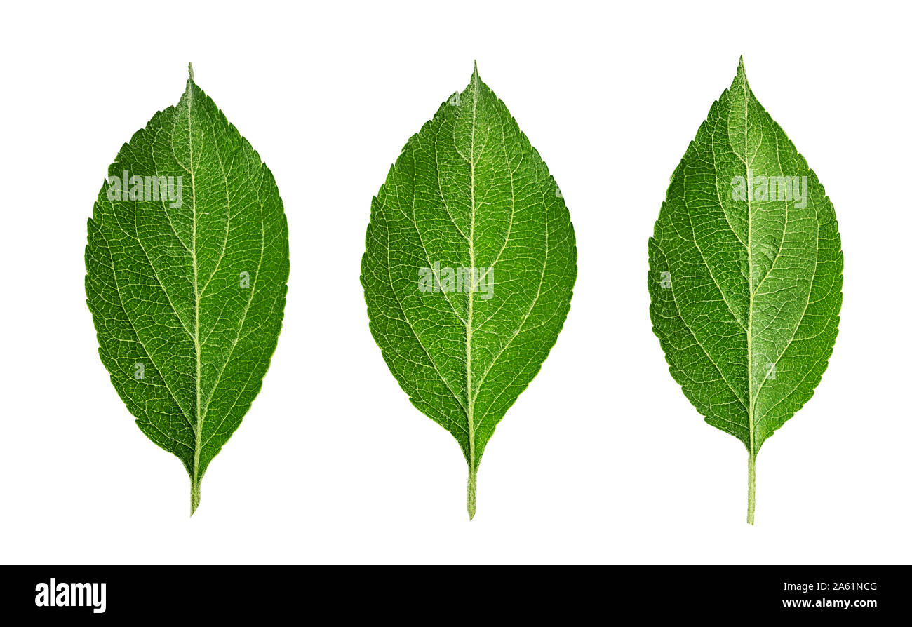 Feuille de pomme Banque de photographies et d’images à haute résolution ...