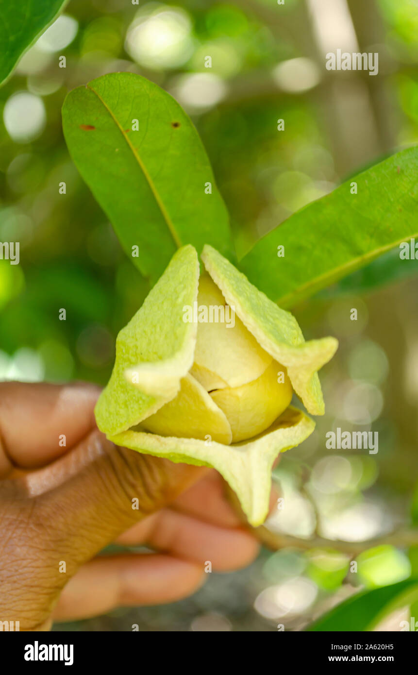 Feuille de corossol Banque de photographies et d’images à haute ...