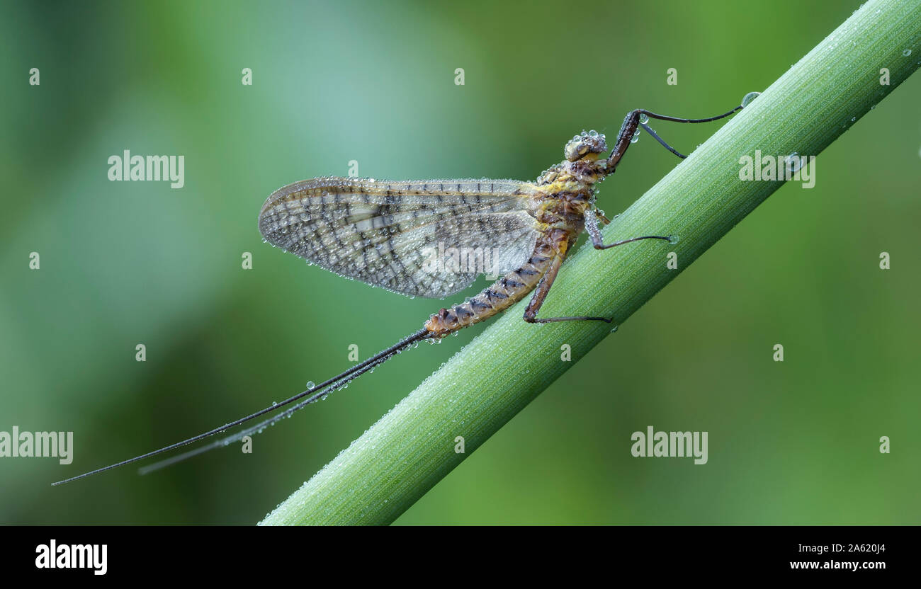 éphémère insecte aquatique Banque de photographies et d’images à haute ...