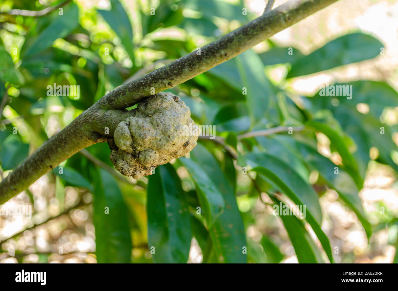 Annonaceae soursop muricata fruits Banque de photographies et d’images ...