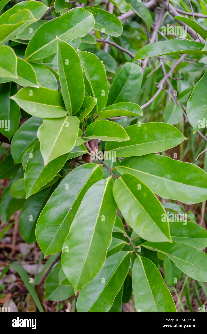 Corossol sauvage Banque de photographies et d’images à haute résolution ...