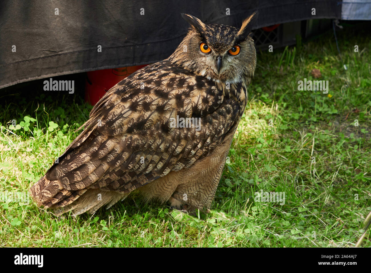 Le hibou moyen duc Banque de photographies et d’images à haute ...