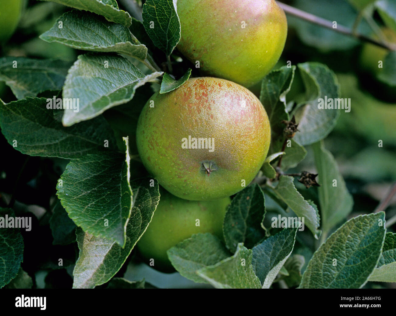 Arbre fruitier acarien rouge Banque de photographies et d’images à ...