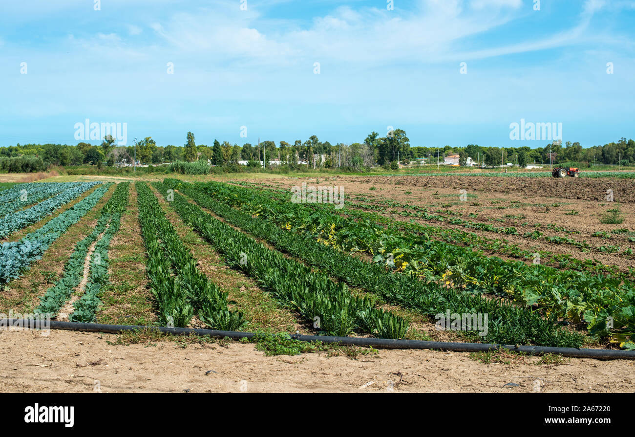 Les grandes plantations de légumes. Plantation industrielle de plantes ...