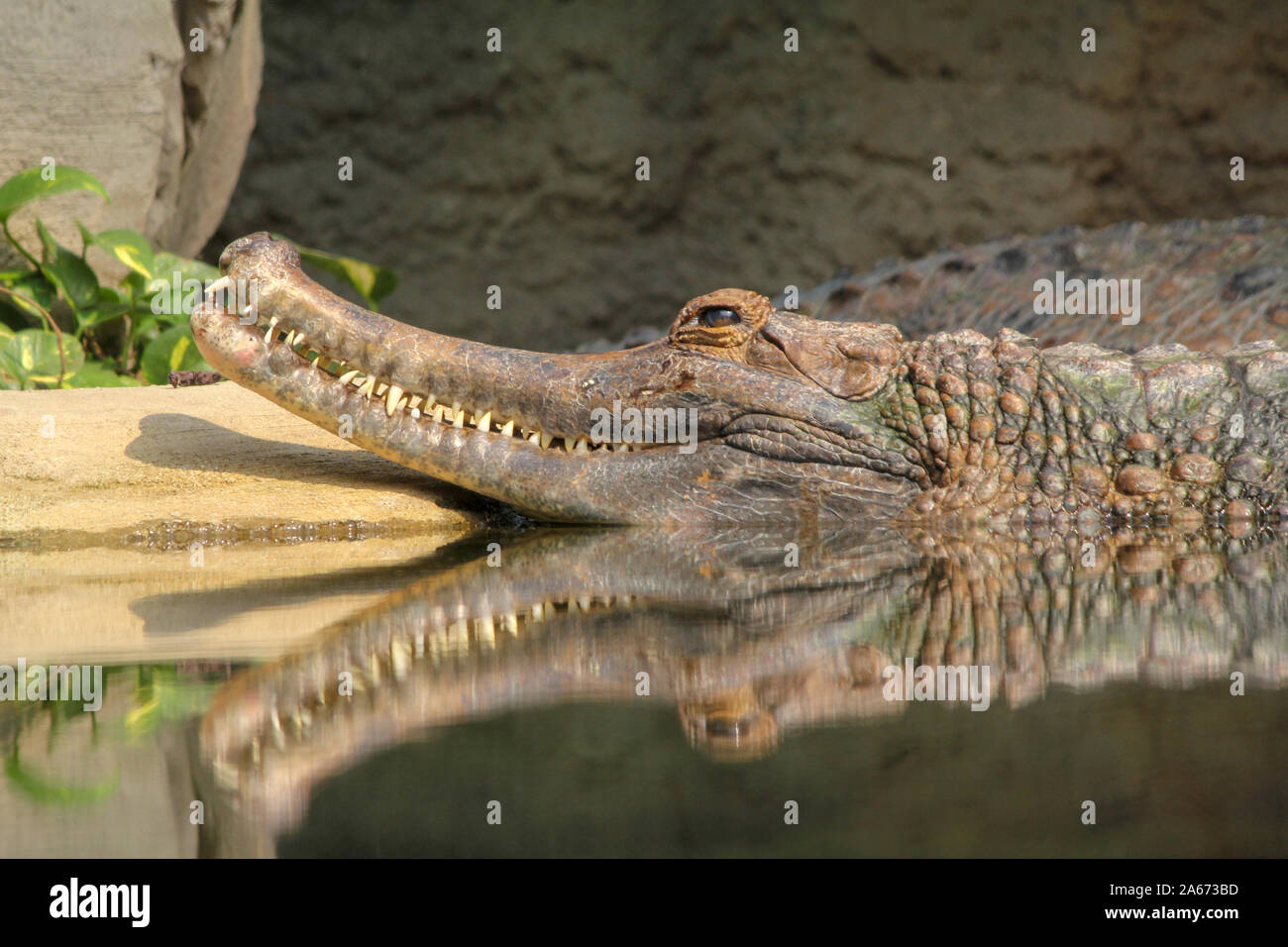 Crocodile caïman Banque de photographies et d’images à haute résolution - Alamy
