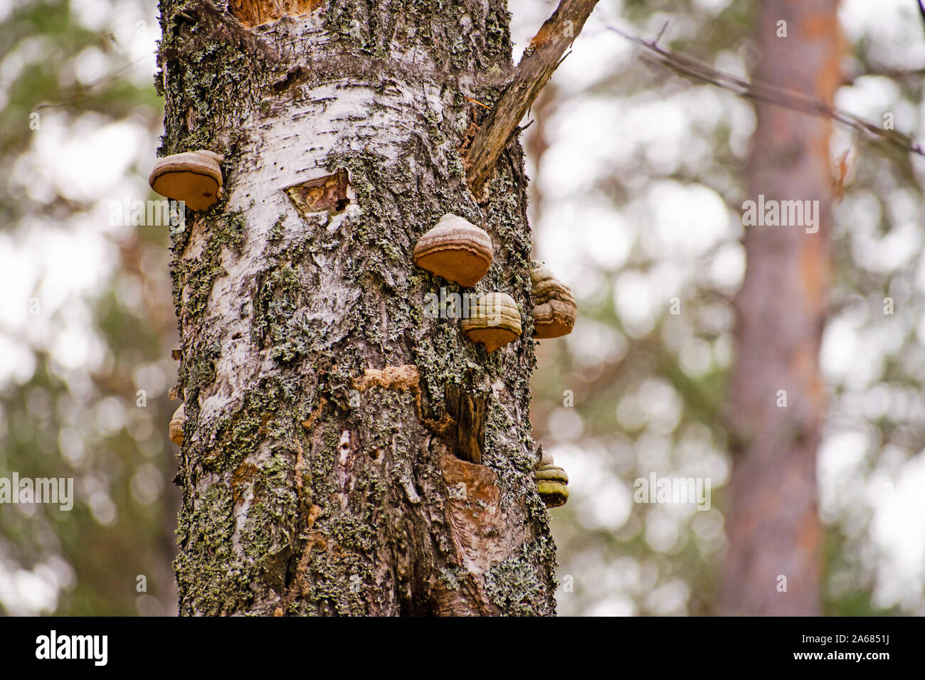 Arbre chaga bouleau blanc Banque de photographies et d’images à haute ...