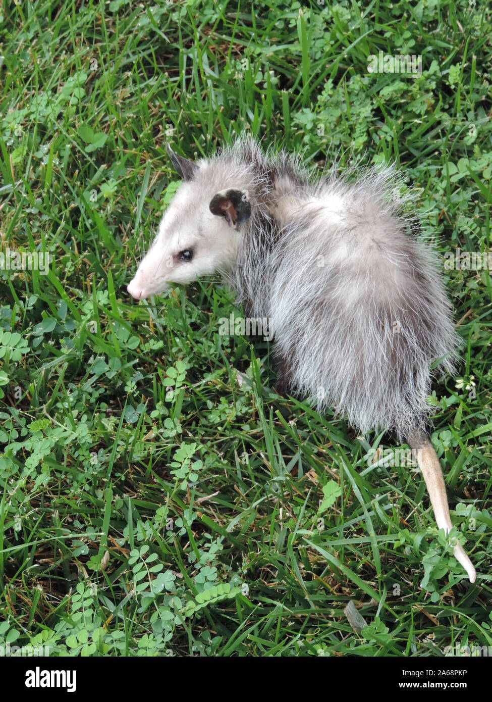 Gray opossum Banque de photographies et d’images à haute résolution - Alamy
