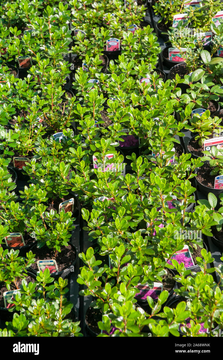 Divers Azalea Geisha rouge, lilas et Orange en pots d'un litre dans 8 ...