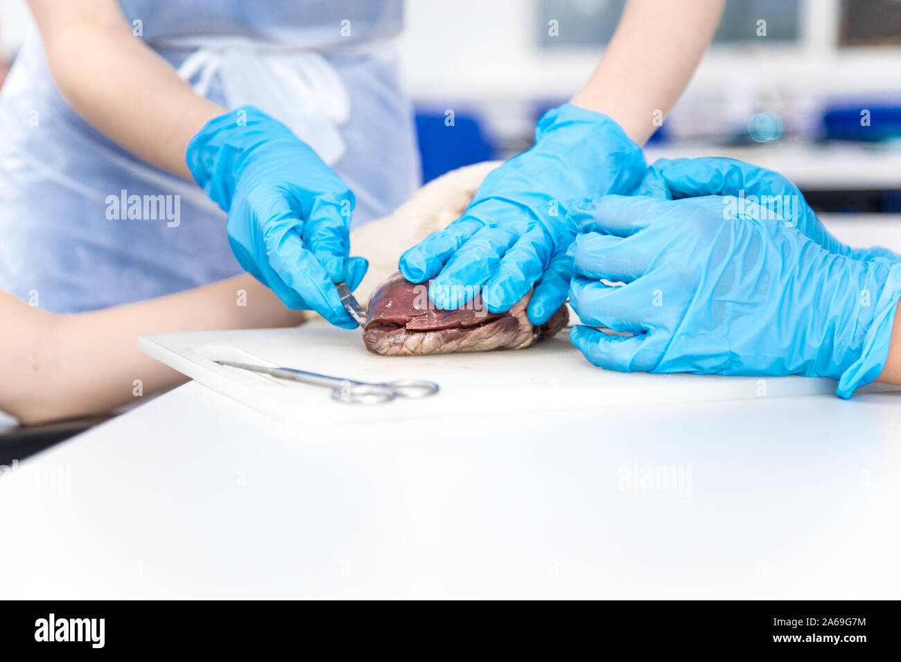 Dissection en classe d'anatomie Banque de photographies et d’images à ...