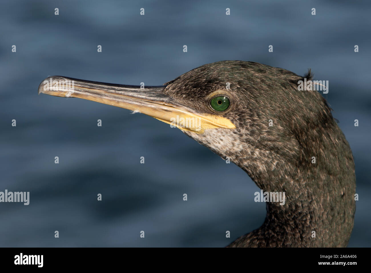 Cormoran espagne Banque de photographies et d’images à haute résolution ...