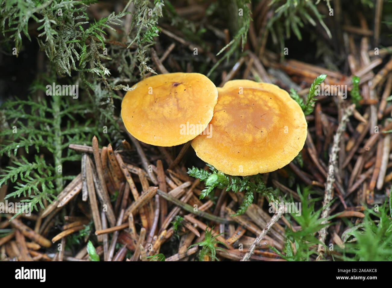 Rugosomyces chrysenteron Banque de photographies et d’images à haute ...