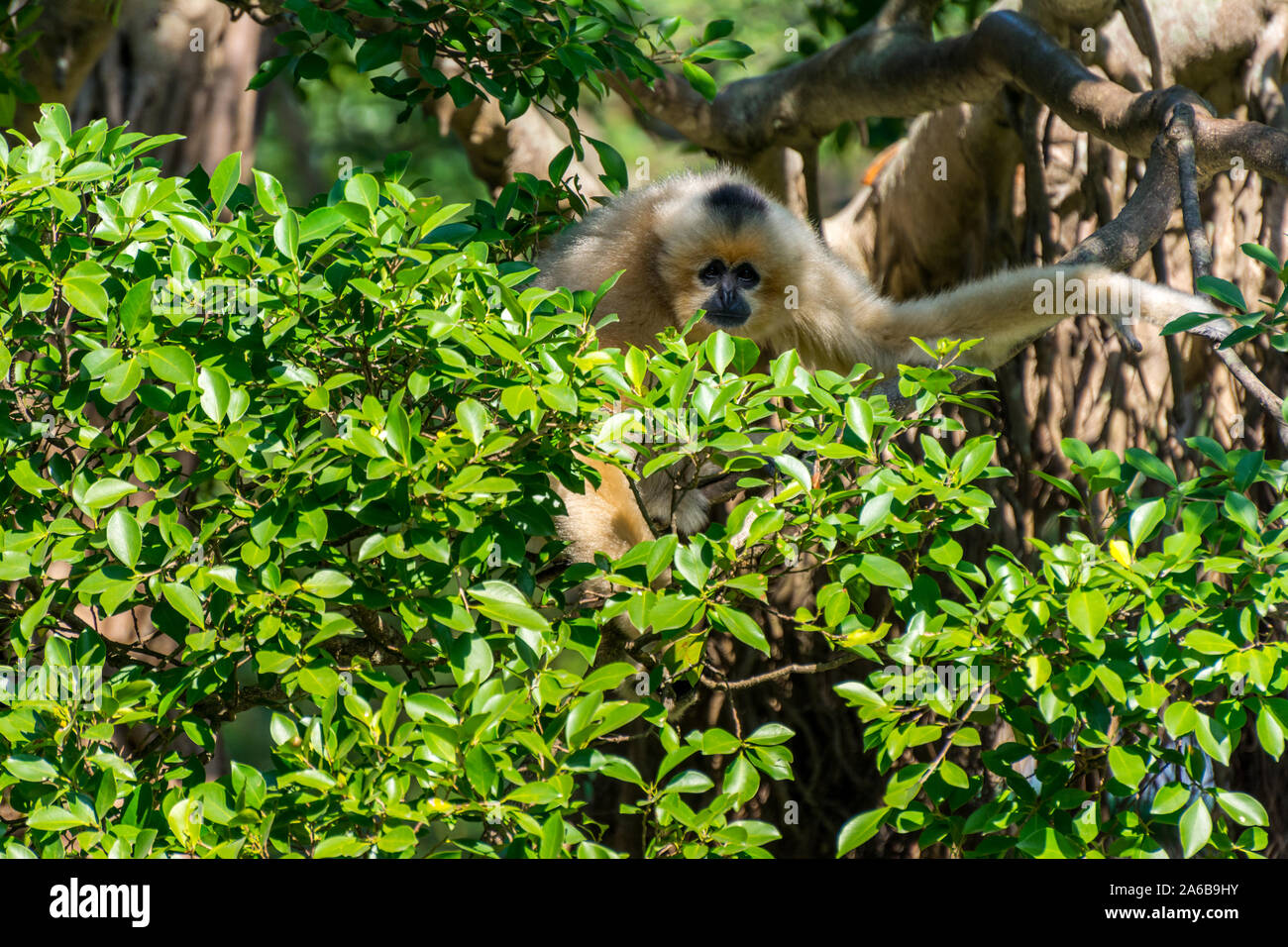 Golden snub nosed monkey Banque de photographies et d’images à haute ...