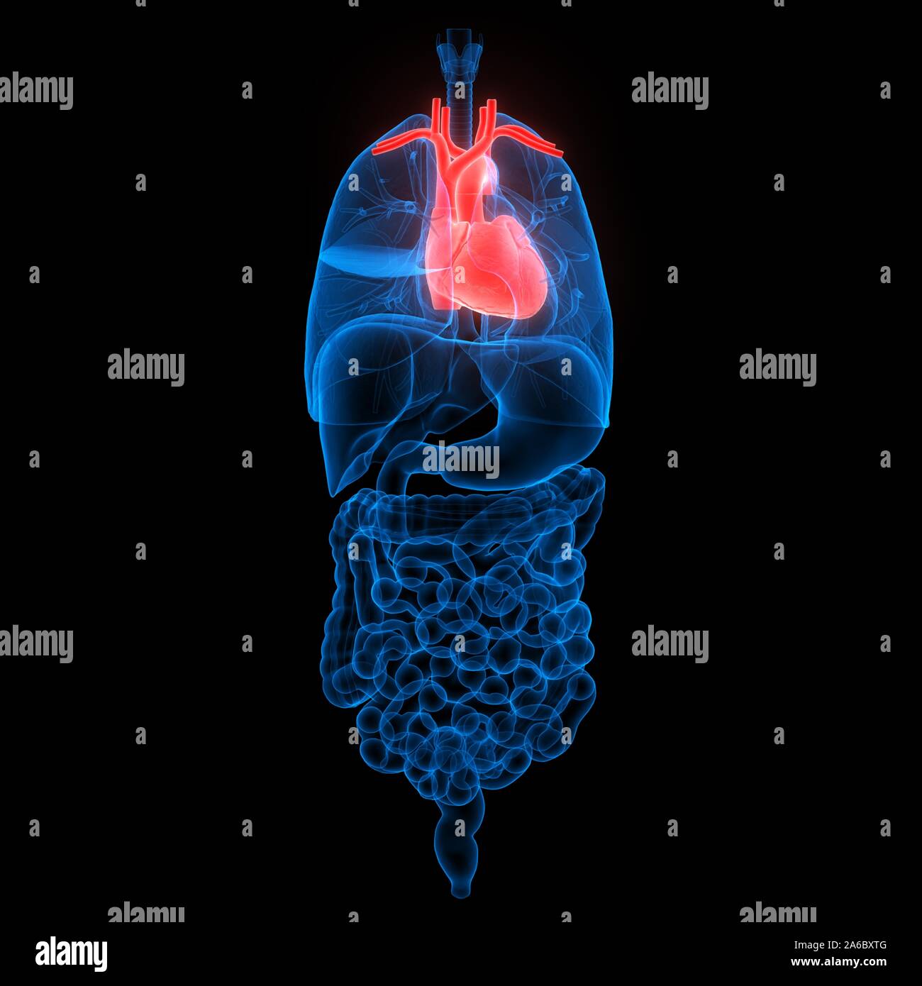 Flux sanguin cardiaque Banque de photographies et d’images à haute ...