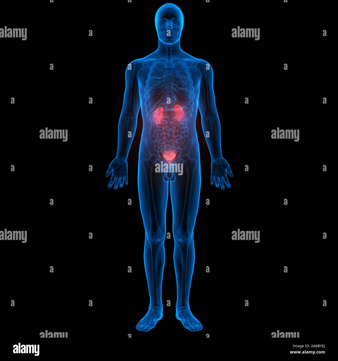 Les organes internes du système urinaire les reins avec l'anatomie de ...